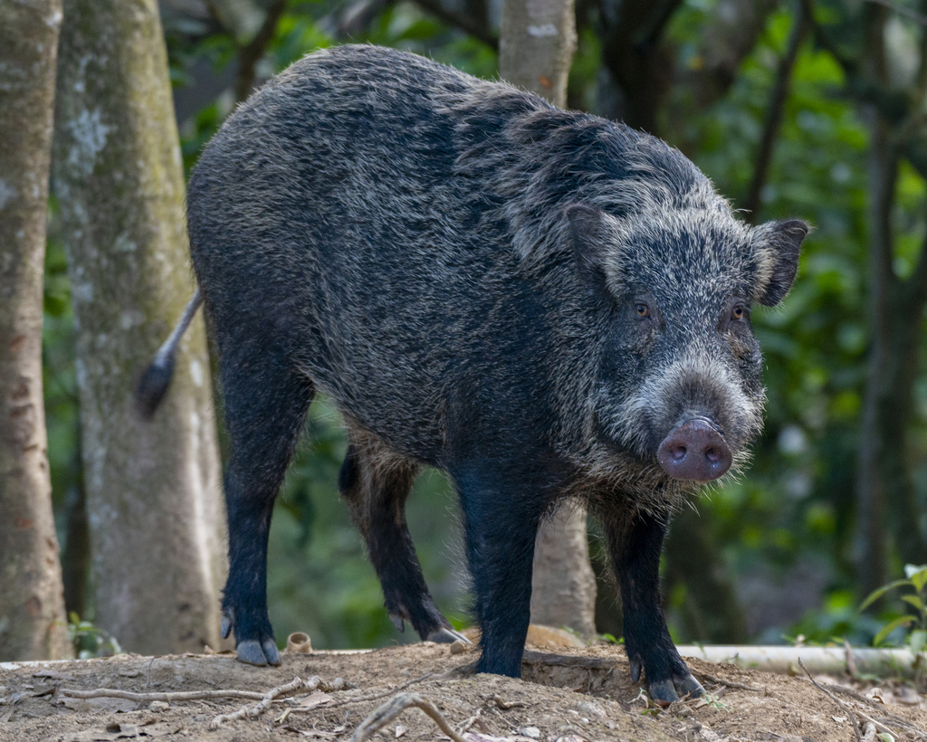 Wild Boar in January 2020 by Lawrence Hylton · iNaturalist