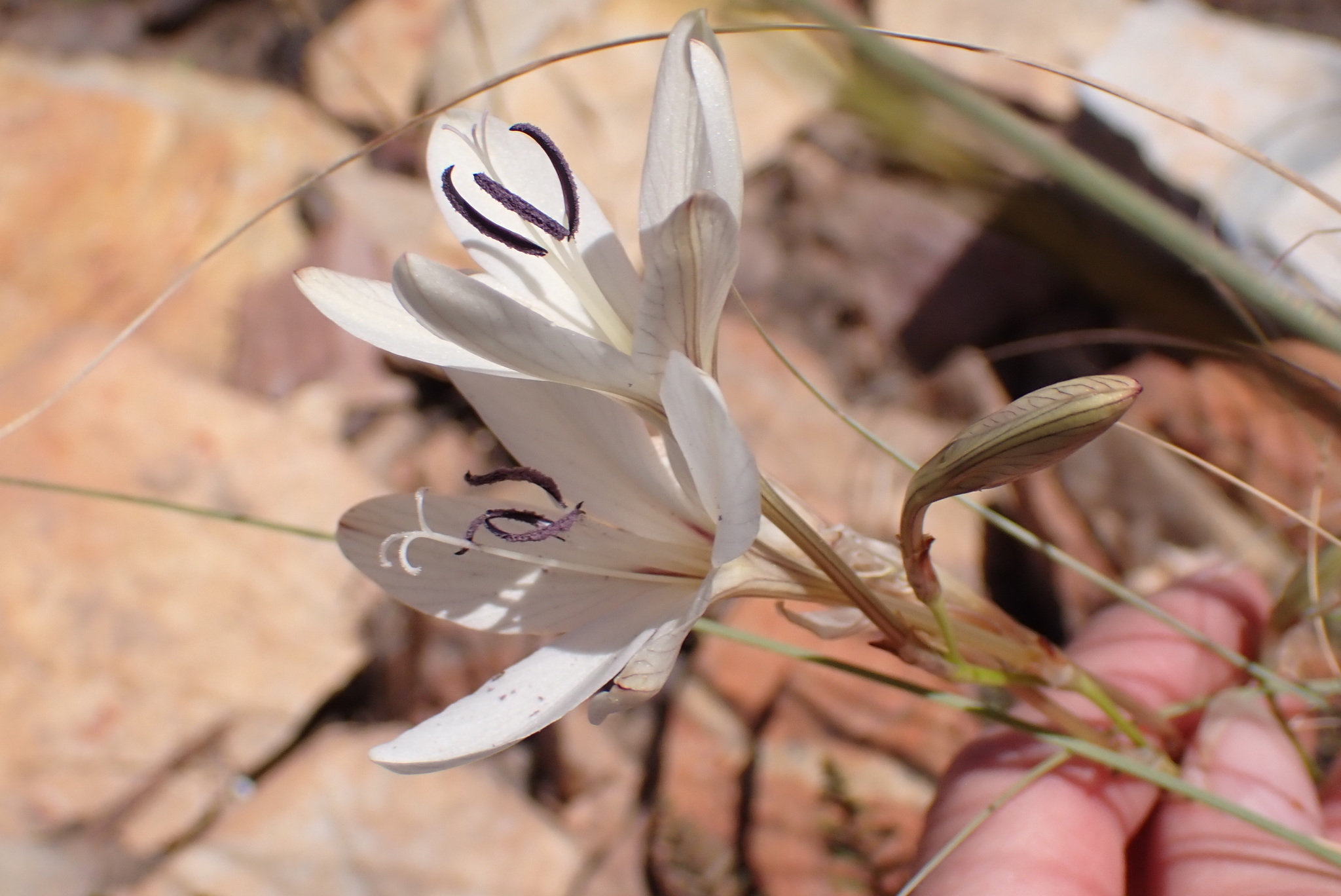Tritonia bakeri subsp. bakeri