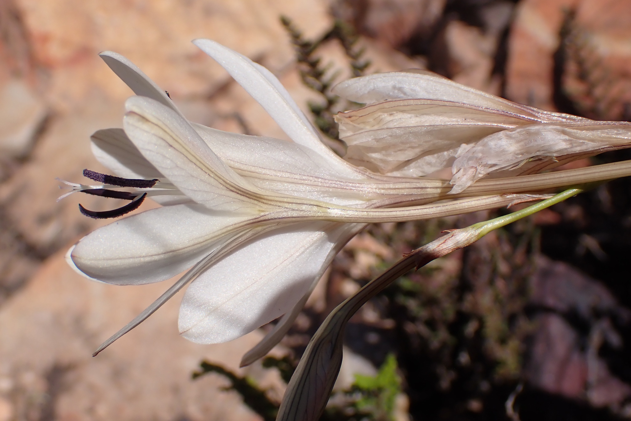 Tritonia bakeri subsp. bakeri
