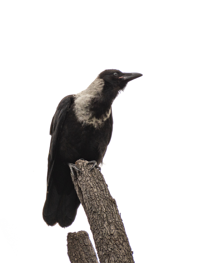 Collared Crow in April 2020 by Lawrence Hylton · iNaturalist