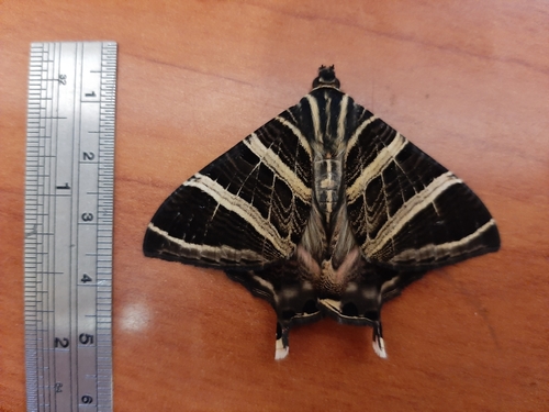 Coronidia tangens · Naturalista Costa Rica