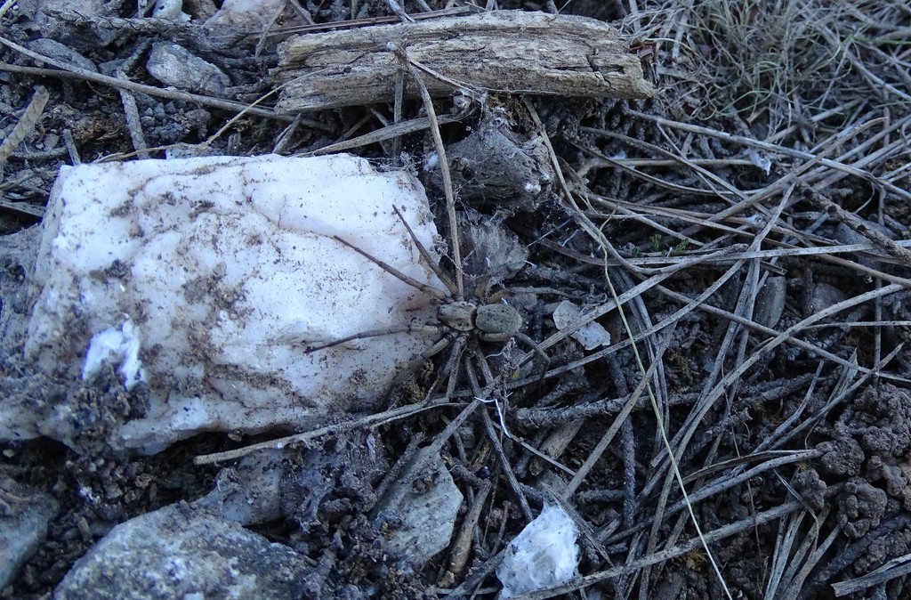 Nomisia Ground Spiders from Central Macedonia, Greece on February 01 ...