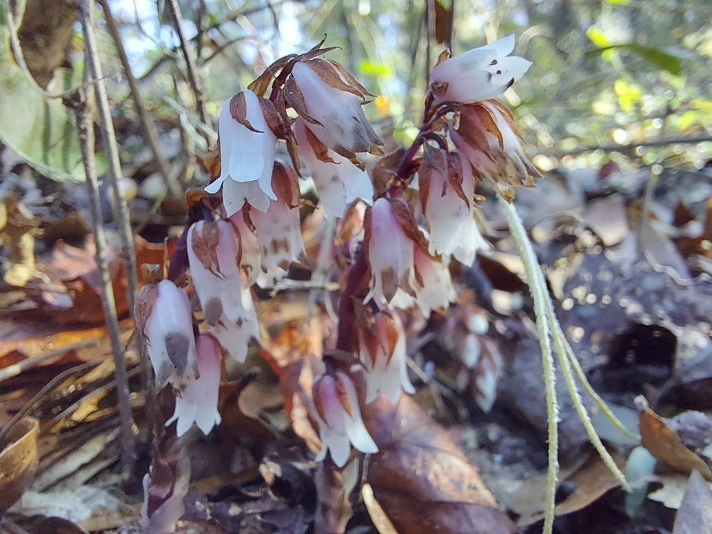 Florida Pygmy Pipes in January 2022 by athena_wildweeds · iNaturalist