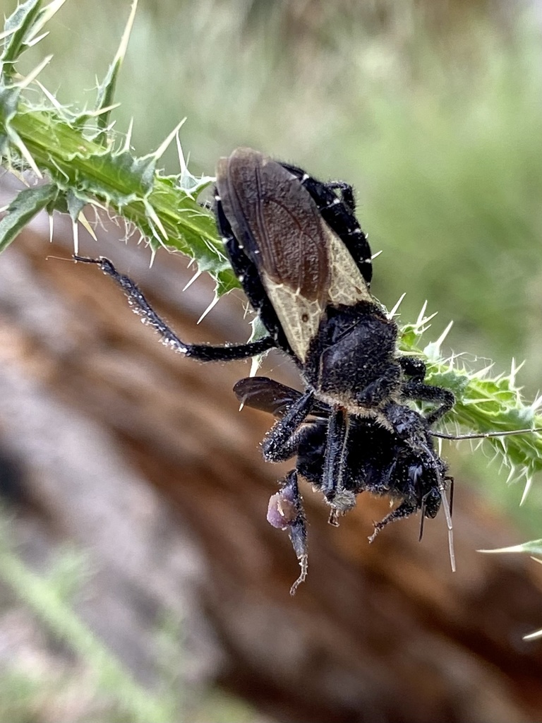 Bee Assassins from Calamuchita, Calamuchita, Córdoba, AR on January 1 ...
