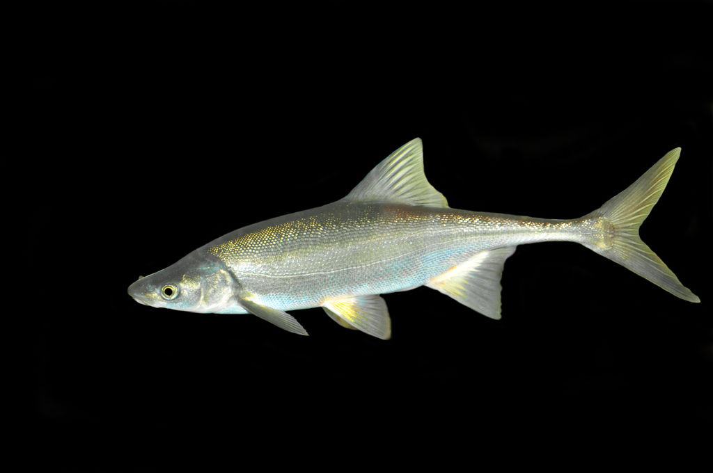 Bonytail Chub in March 2009 by Thomas L Kennedy. Captive fish from US ...