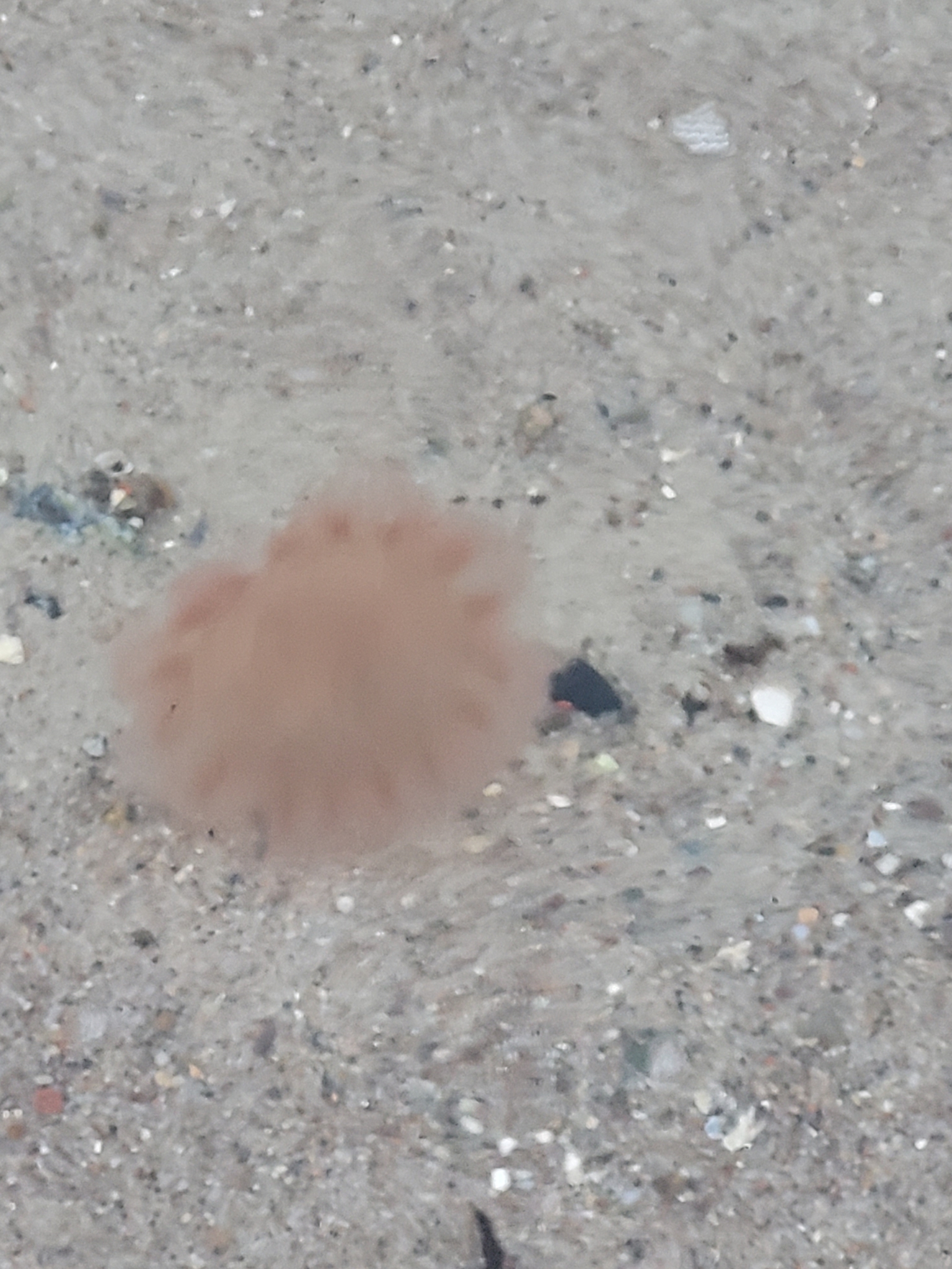 Cyanea capillata (Linnaeus, 1758)