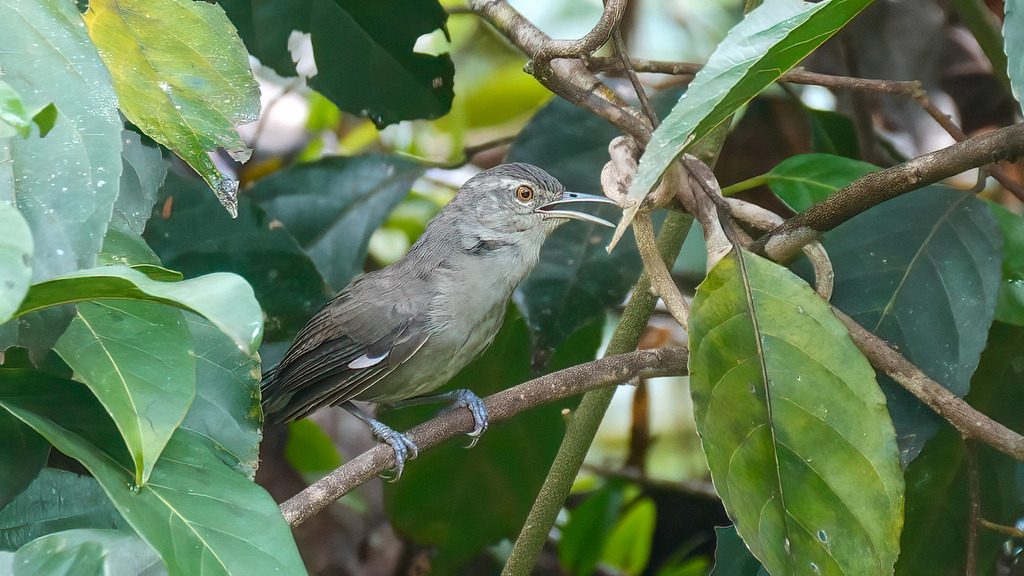 Gray Wren from Atalaia do Norte - State of Amazonas, 69650-000, Brazil ...