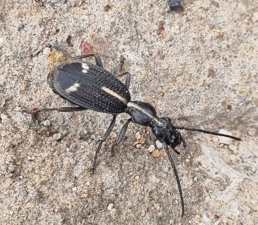 Cypholoba graphipteroides from Lotri Bay, Siavonga, Zambia on December ...