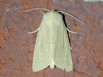 Large Wainscot Moth from Floyd Bennet Field, Brooklyn, NY, USA on ...