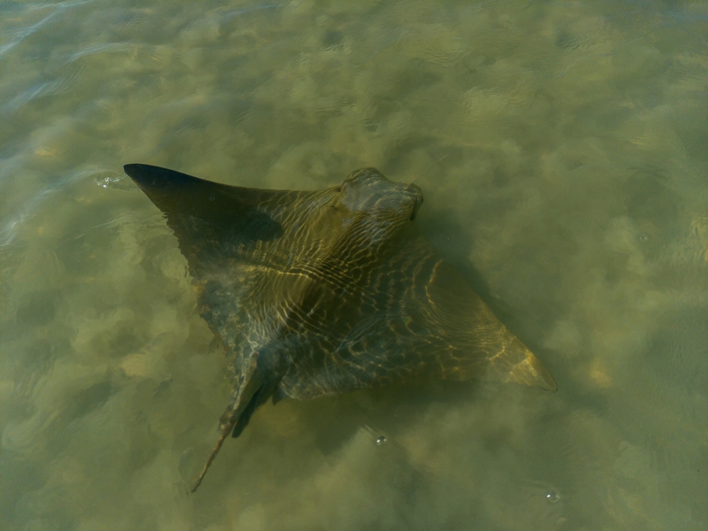 Cownose Ray in December 2021 by Emiliano Hernández Mejía · iNaturalist