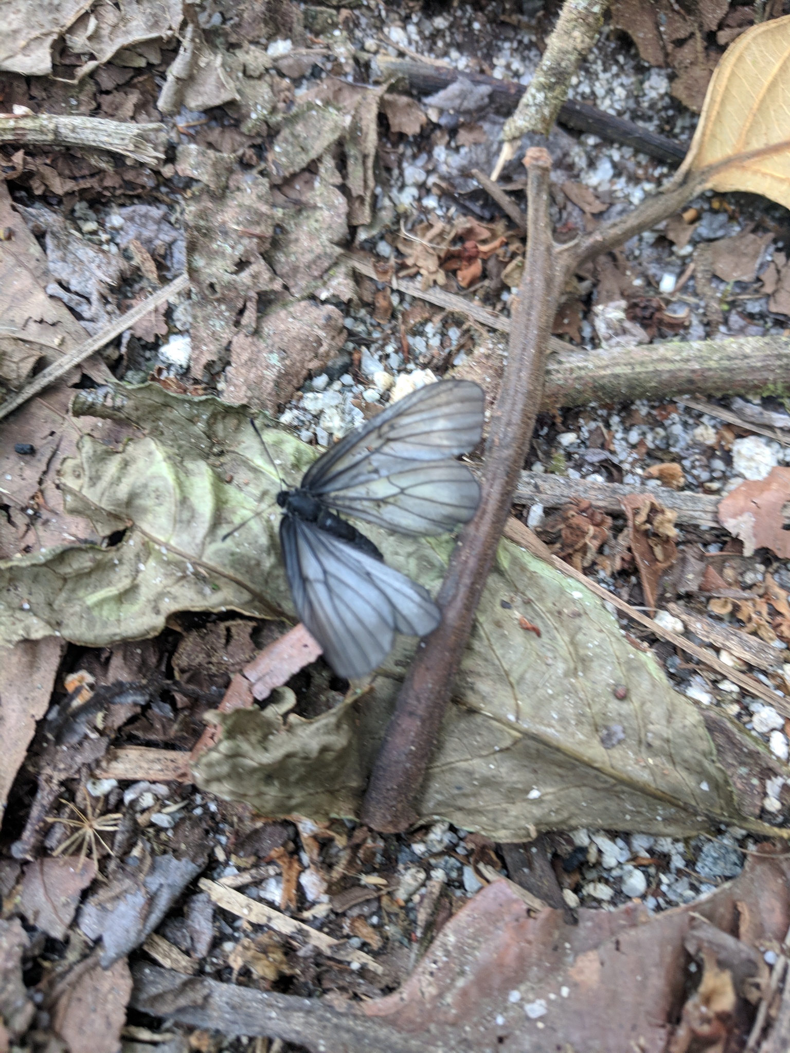 Styx infernalis Staudinger, 1875