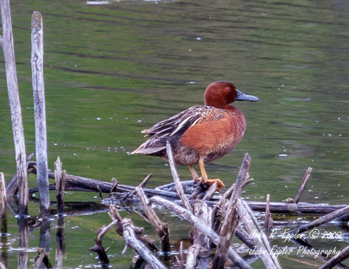 Cinnamon Teal from Routt County, CO, USA on May 23, 2009 at 08:15 PM by ...