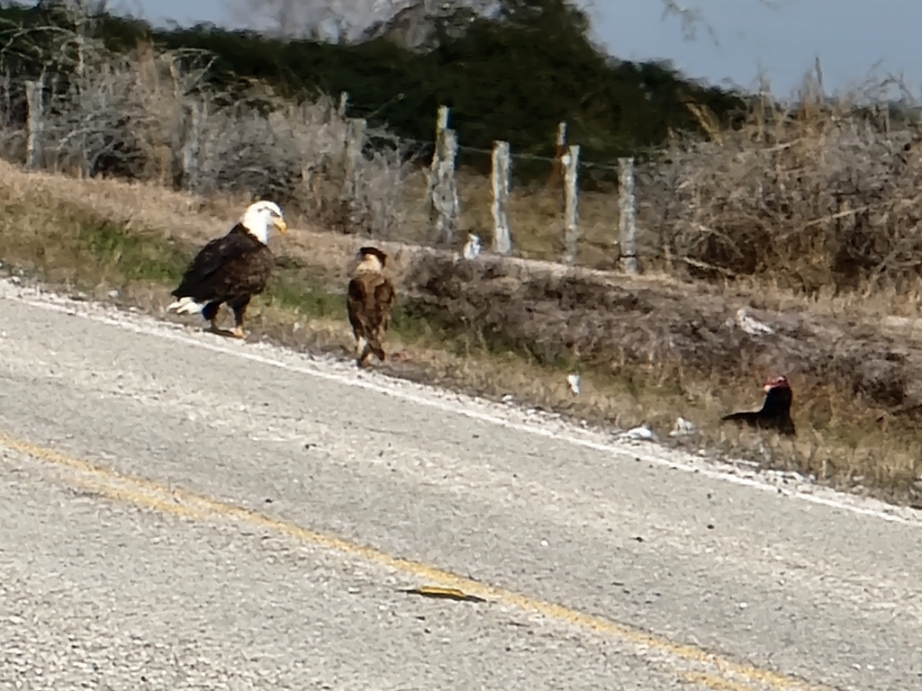 Bald Eagle in January 2022 by Clint Faas. Scavenging roadkill · iNaturalist