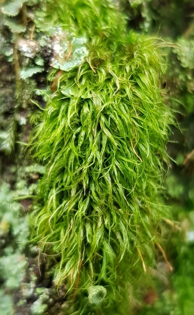 Cape Thread-moss from Baslow, Bakewell DE45 1PQ, UK on January 10, 2022 ...