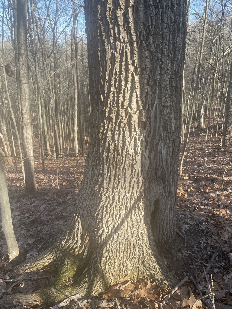 white ash from Wayne National Forest, Millfield, OH, US on January 11 ...