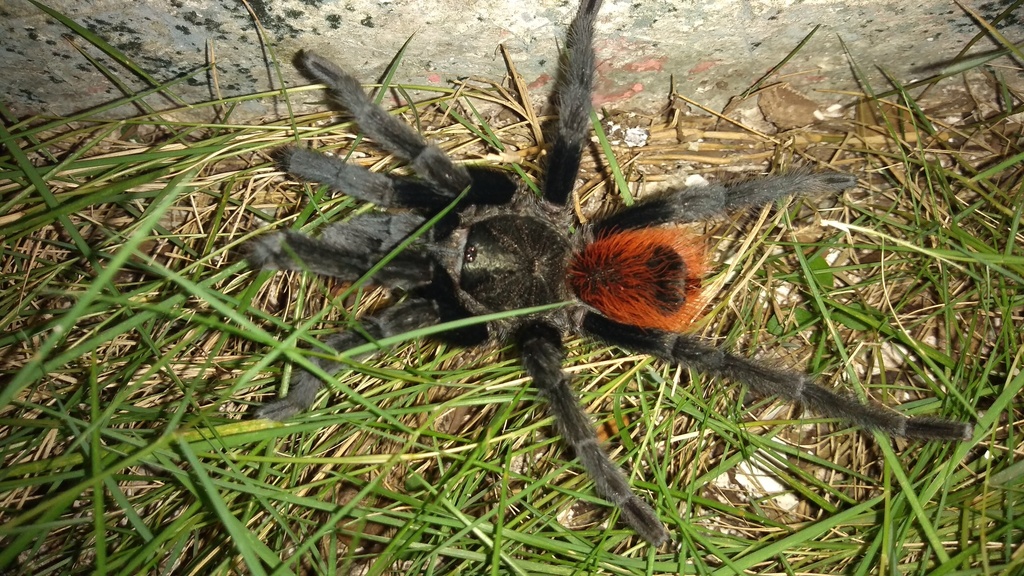 Mexican Red-rump Tarantula in March 2020 by Sergio Tellez · iNaturalist