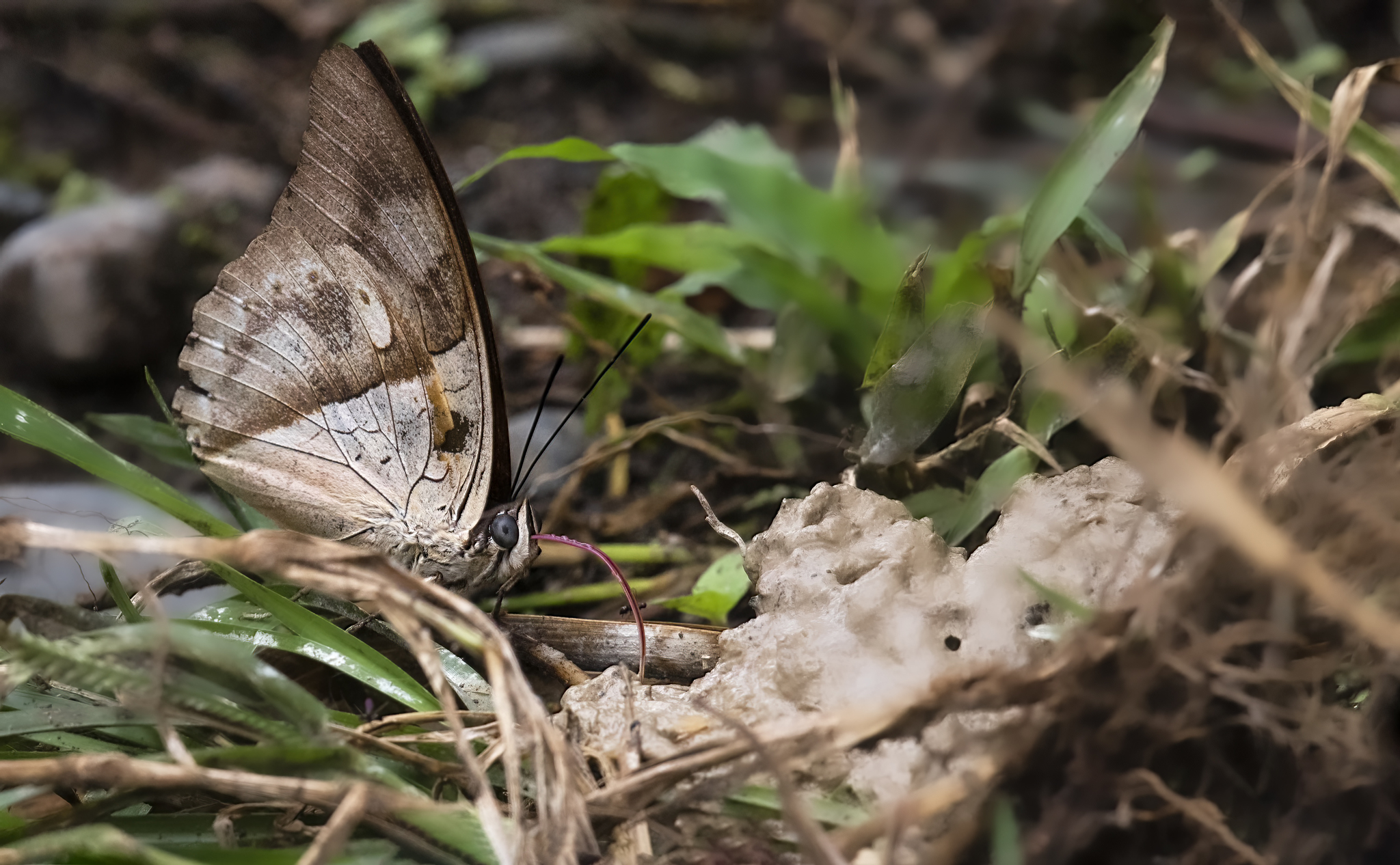 Archaeoprepona amphimachus (Fabricius, 1775)