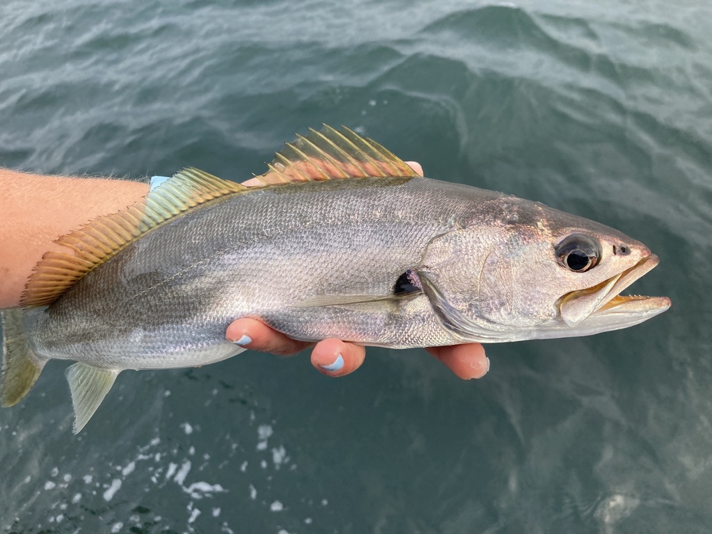 Small Lunate Caudal Fin Croaker (Atractoscion atelodus) - Marine Life ...