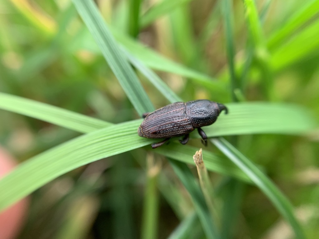 Billbug Weevils from Milpitas, CA 95035, USA on January 08, 2022 at 12: ...