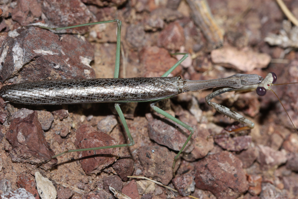 Sonoran Tiger Mantis from Alamo Canyon, Ajo, AZ 85321, USA on August 28 ...