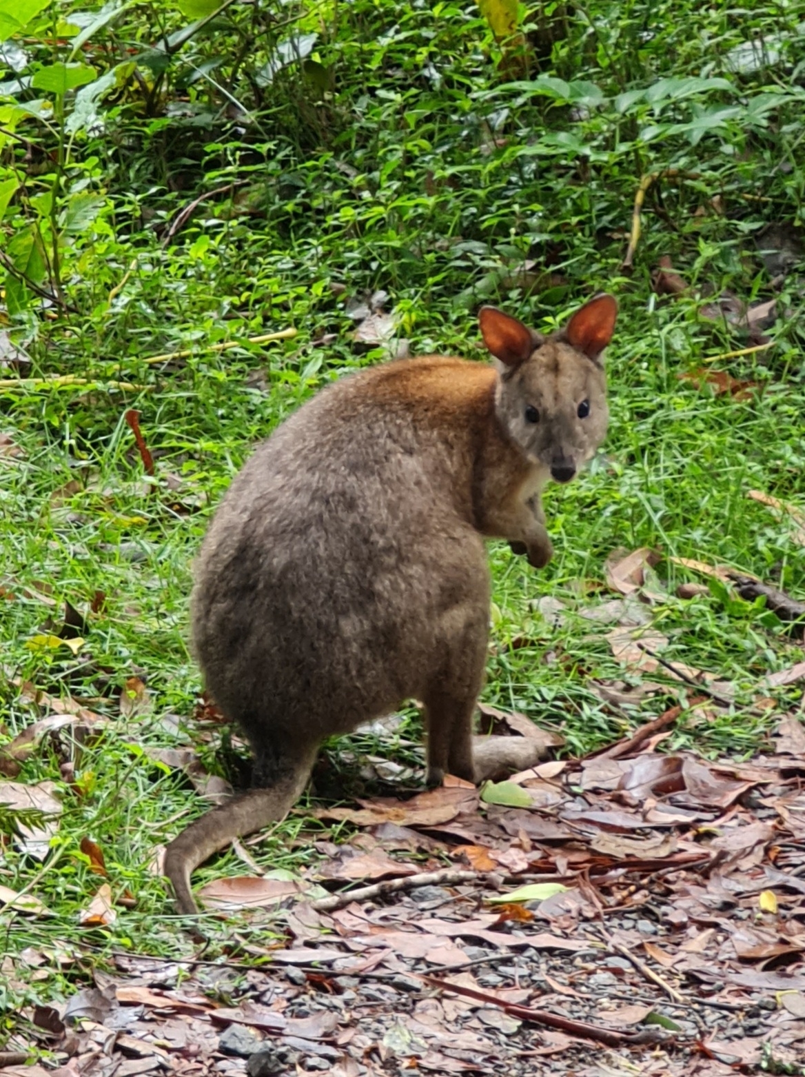 Thylogale thetis (Lesson, 1828)