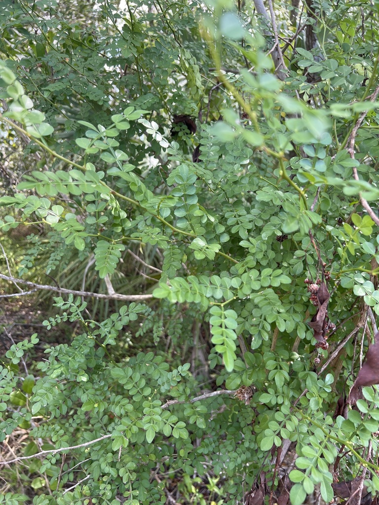 Lime Prickly-ash from Everglades National Park, Monroe County, US-FL ...