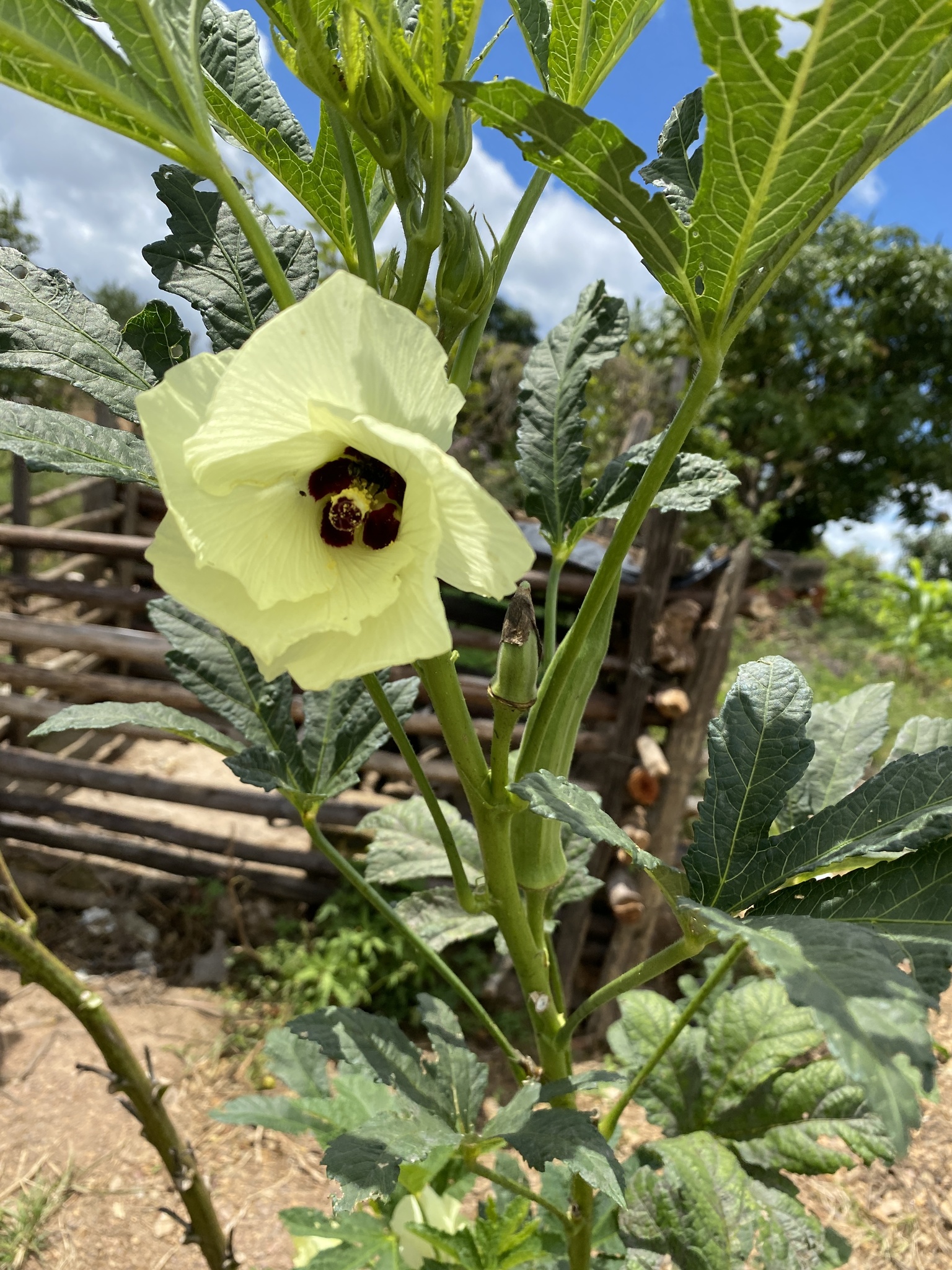 Abelmoschus esculentus (L.) Moench