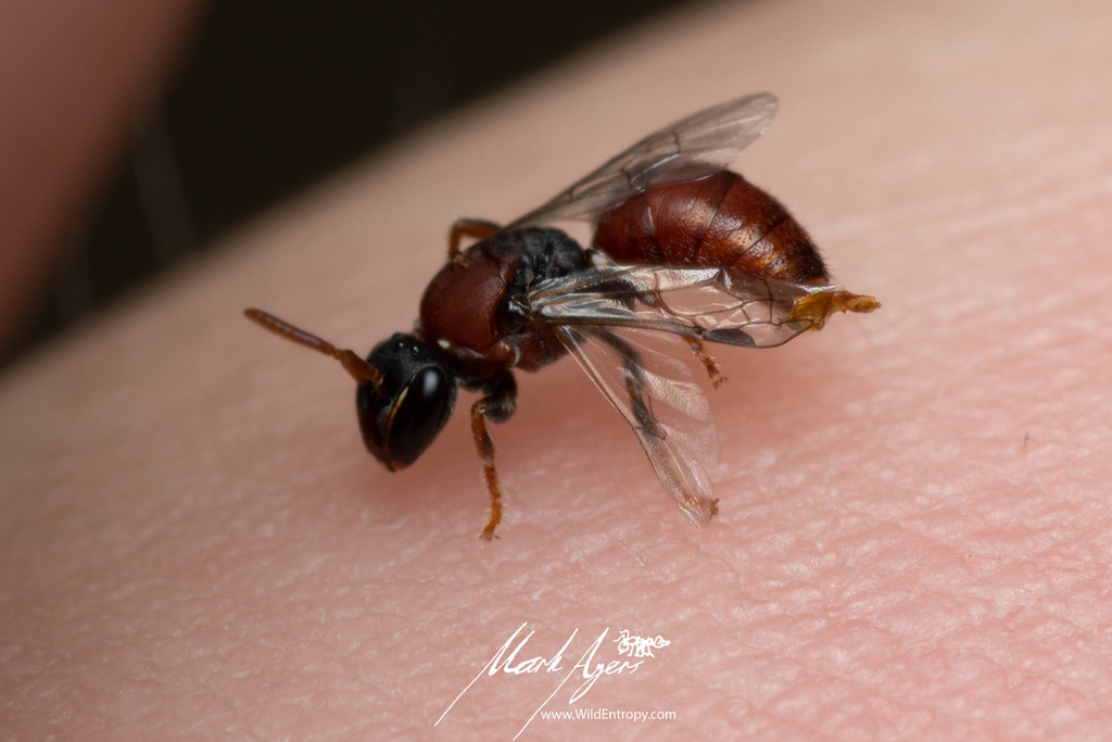 Red-sided Masked Bee from Brisbane QLD, Australia on January 6, 2022 at ...