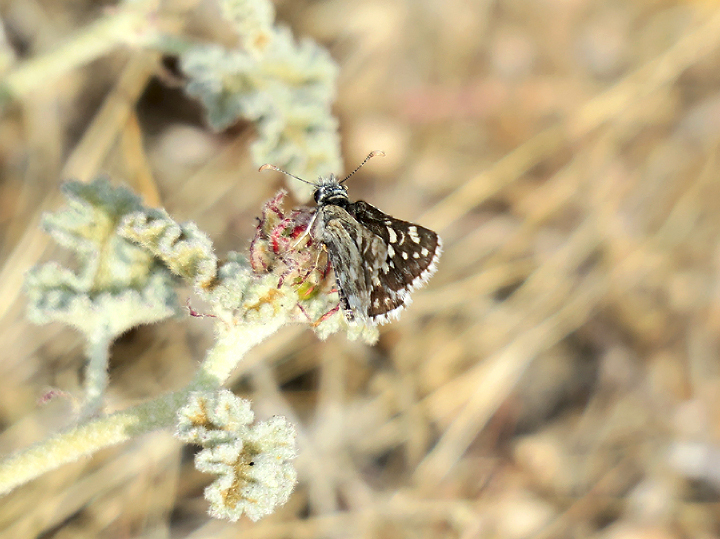 Pyrgus scriptura apertorum from San Bernardino County, CA, USA on April ...