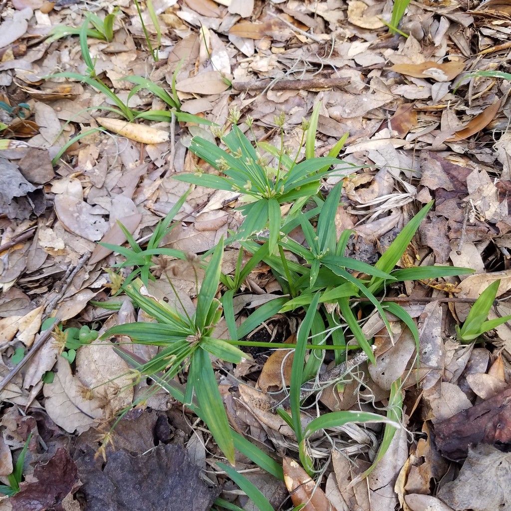 Dwarf striped umbrella sedge from St. Simons Island -- King's Park ...