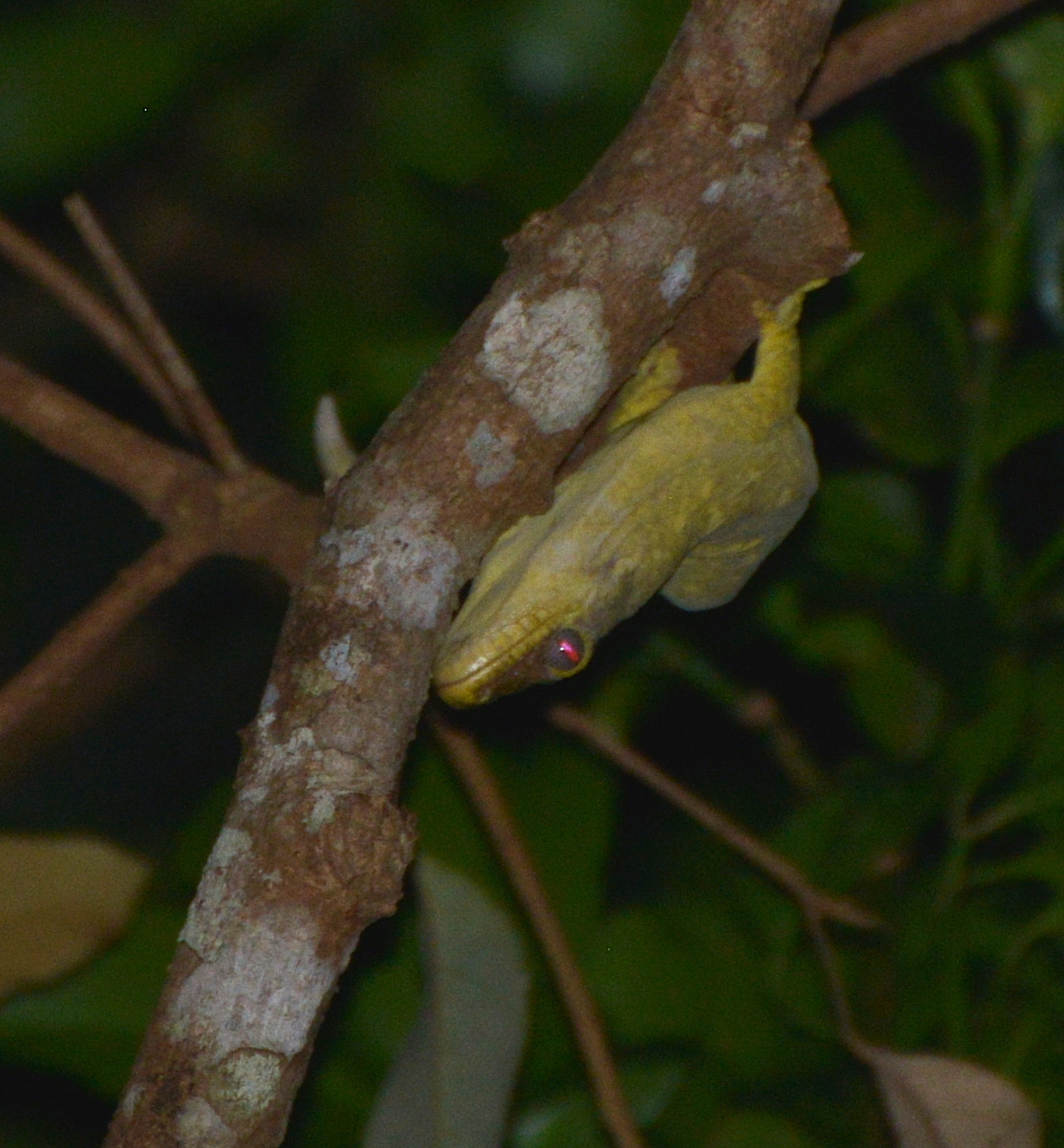 Rhacodactylus trachyrhynchus Bocage, 1873