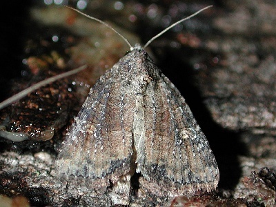 Broken-lined Brocade Moth from Floyd Bennet Field, Brooklyn, NY, USA on ...