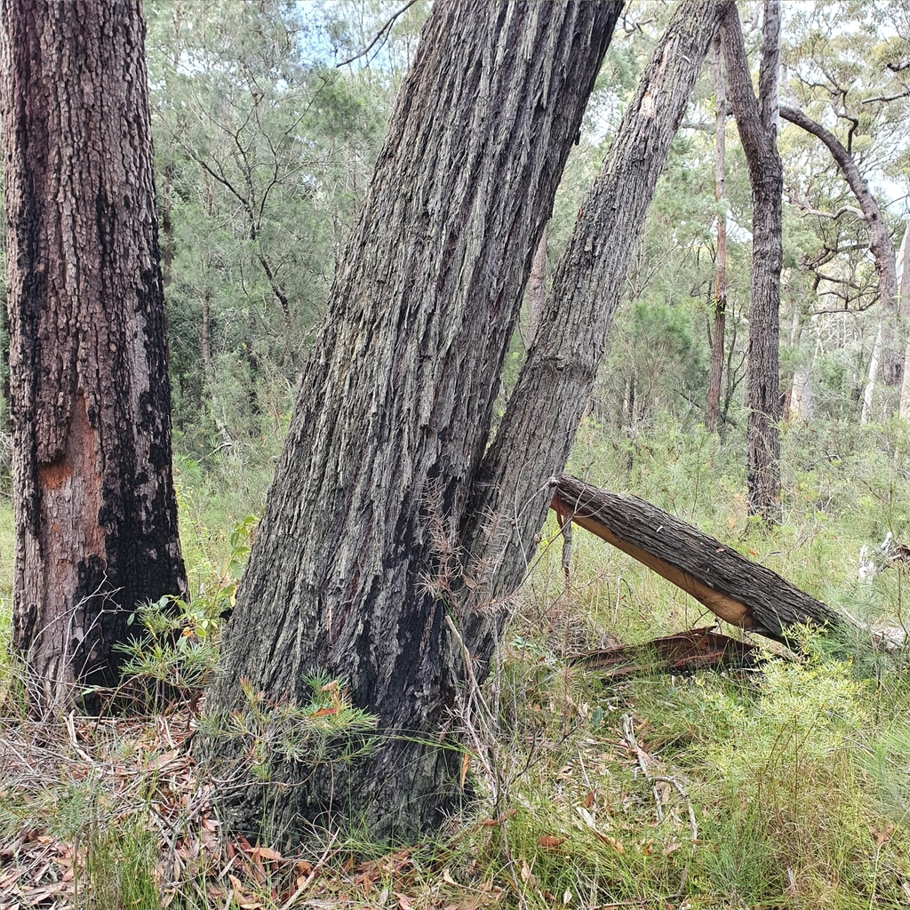 Silvertop Ash from Comberton NSW 2540, Australia on January 10, 2022 at ...