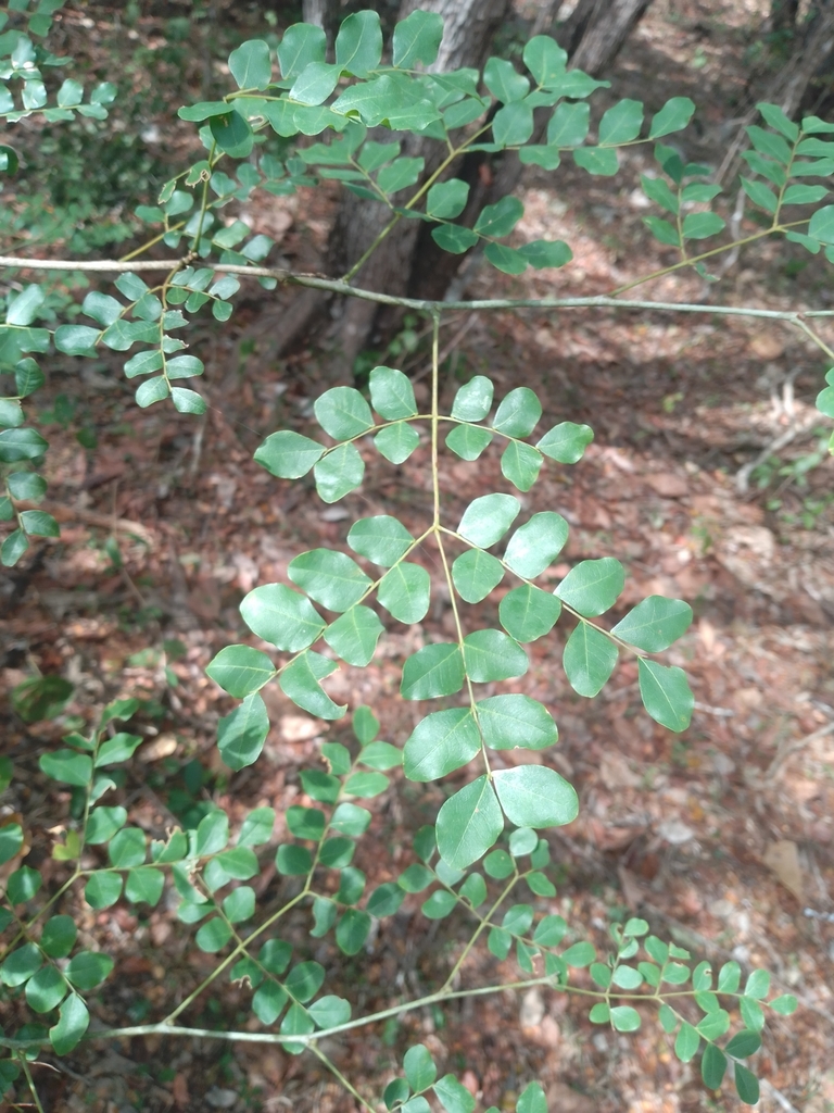 Cenostigma gaumeri from Hecelchakán, Camp., México on January 11, 2022 ...