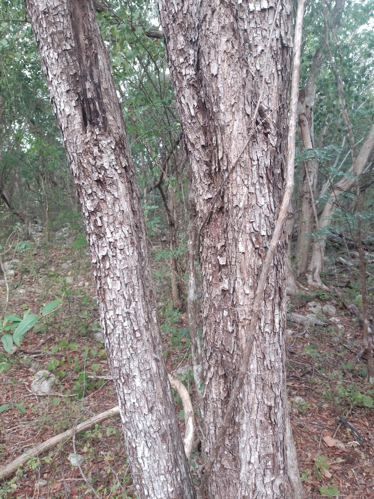 Cenostigma gaumeri from Hecelchakán, Camp., México on January 11, 2022 ...