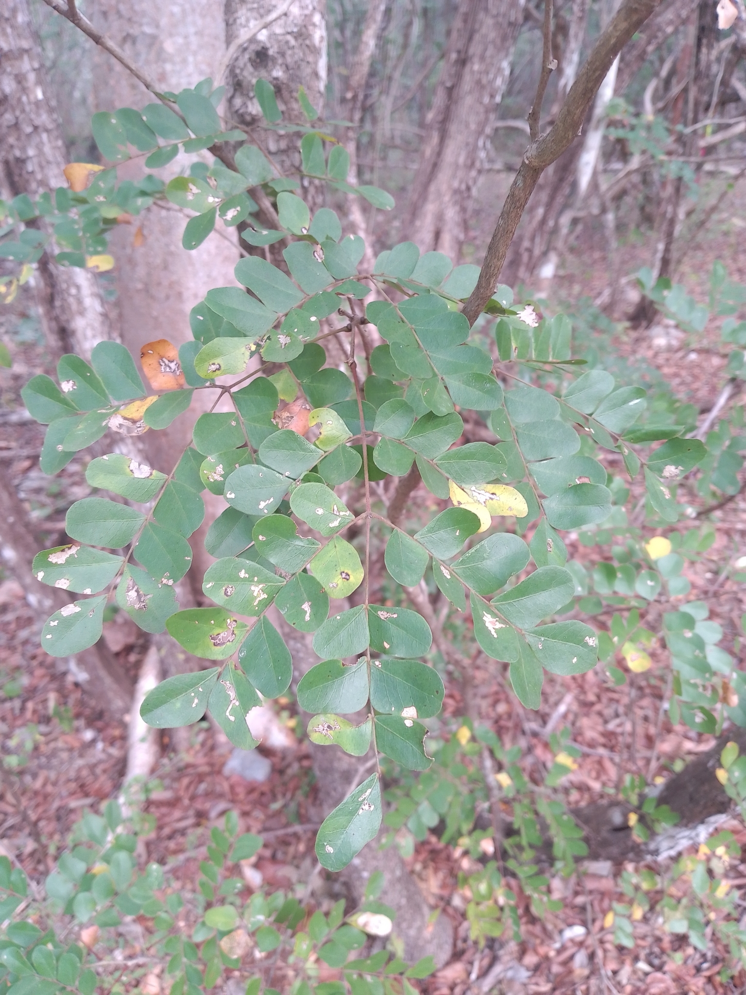 Cenostigma gaumeri (Greenm.) Gagnon & G.P.Lewis