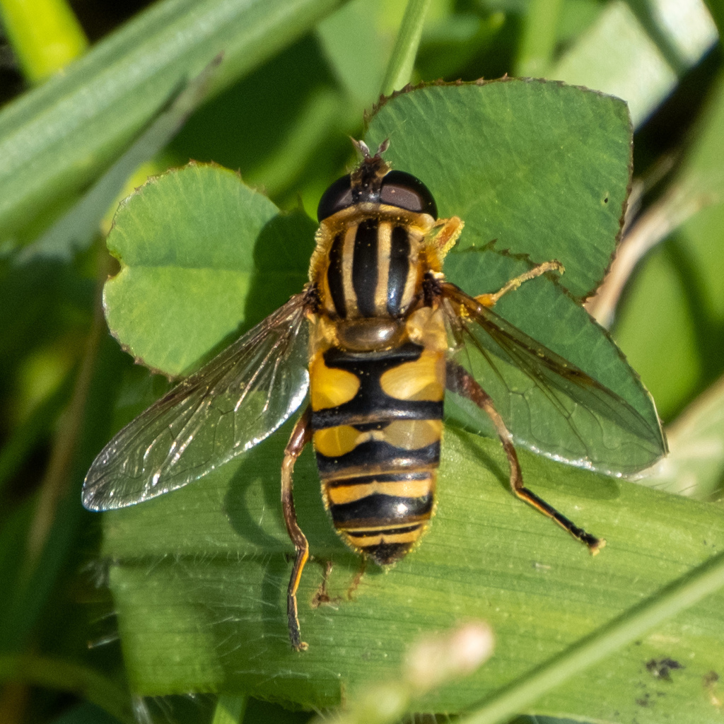 Narrow-headed Marsh Fly from Anne Arundel County, MD, USA on October 2 ...