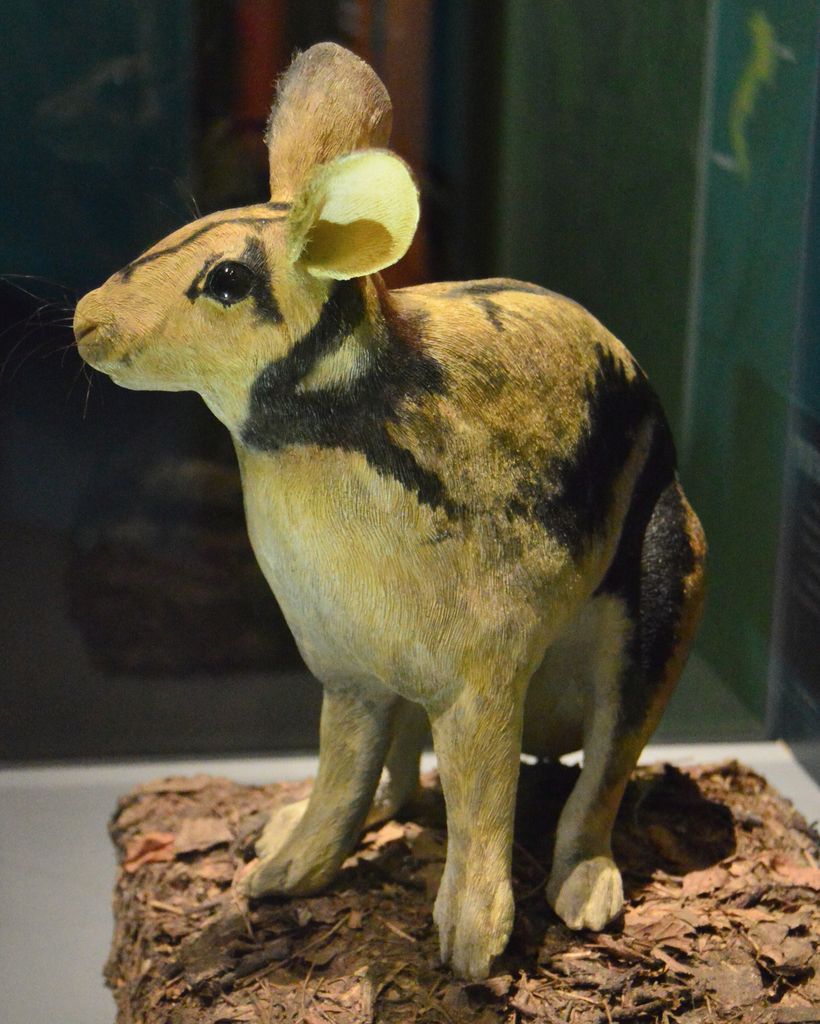 Sumatran Striped Rabbit (Nesolagus netscheri) - Know Your Mammals