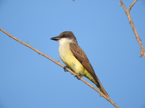 Subspecies Tyrannus crassirostris pompalis · iNaturalist