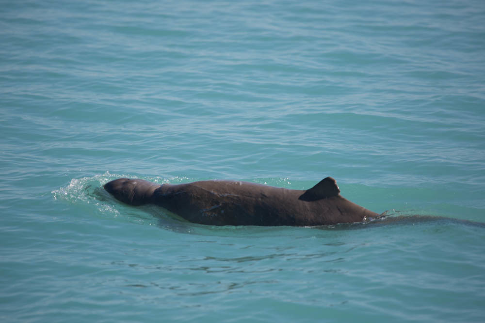 Australian Snubfin Dolphin (Orcaella heinsohni) - Know Your Mammals