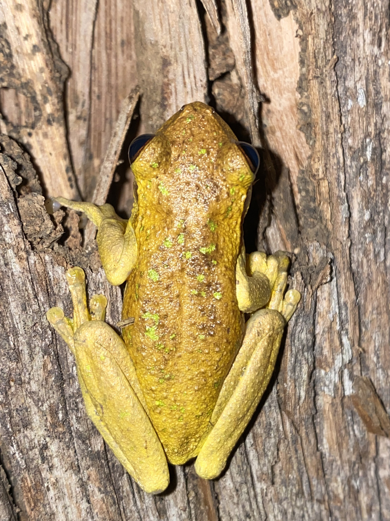 Peron's Tree Frog from Eudlo Rd, Eudlo, QLD, AU on January 10, 2022 at ...