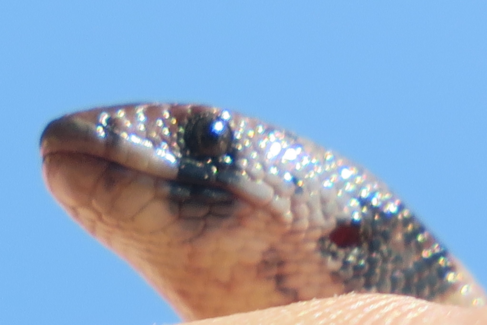 Pygopus steelescotti James, Donnellan & Hutchinson, 2001