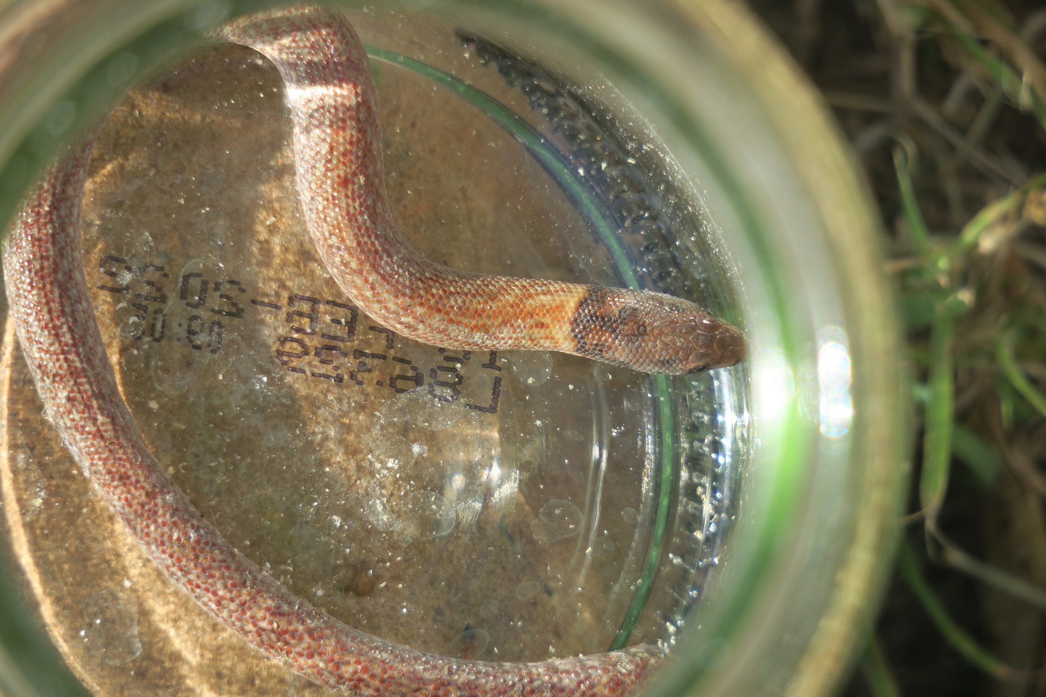 Pygopus steelescotti James, Donnellan & Hutchinson, 2001