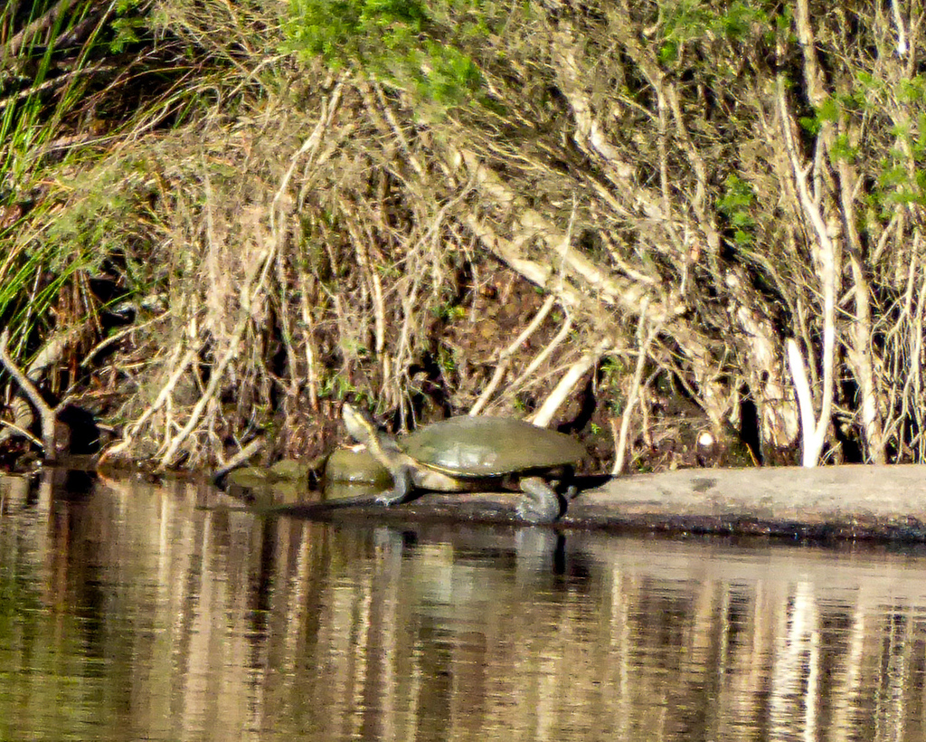 Macquarie Turtle from Blackburn Lake Sanctuary VIC 3130, Australia on ...