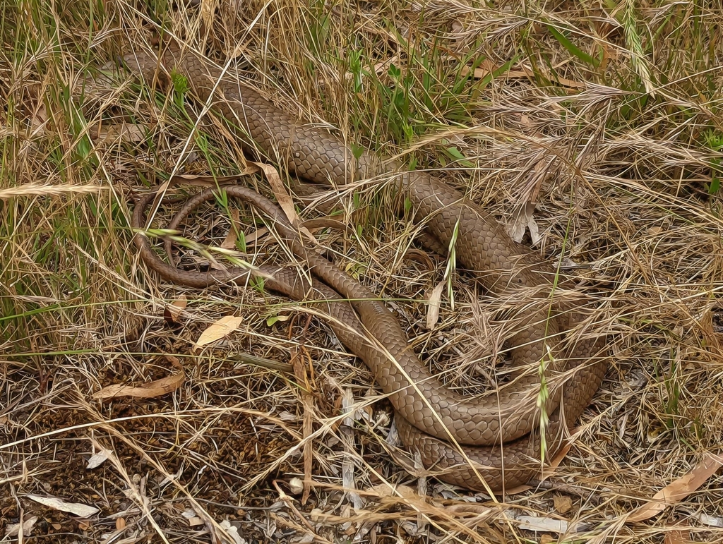 Eastern Brown Snake from Bundoora VIC 3083, Australia on December 10 ...