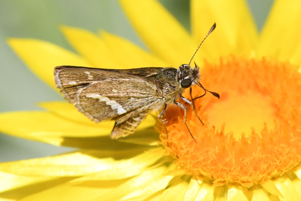 White-banded Grass-dart from St Andrews VIC 3761, Australia on January ...
