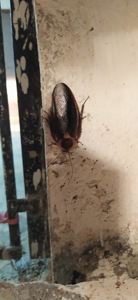 Death’s Head Cockroach from 77960 Calderitas, Q.R., México on December ...