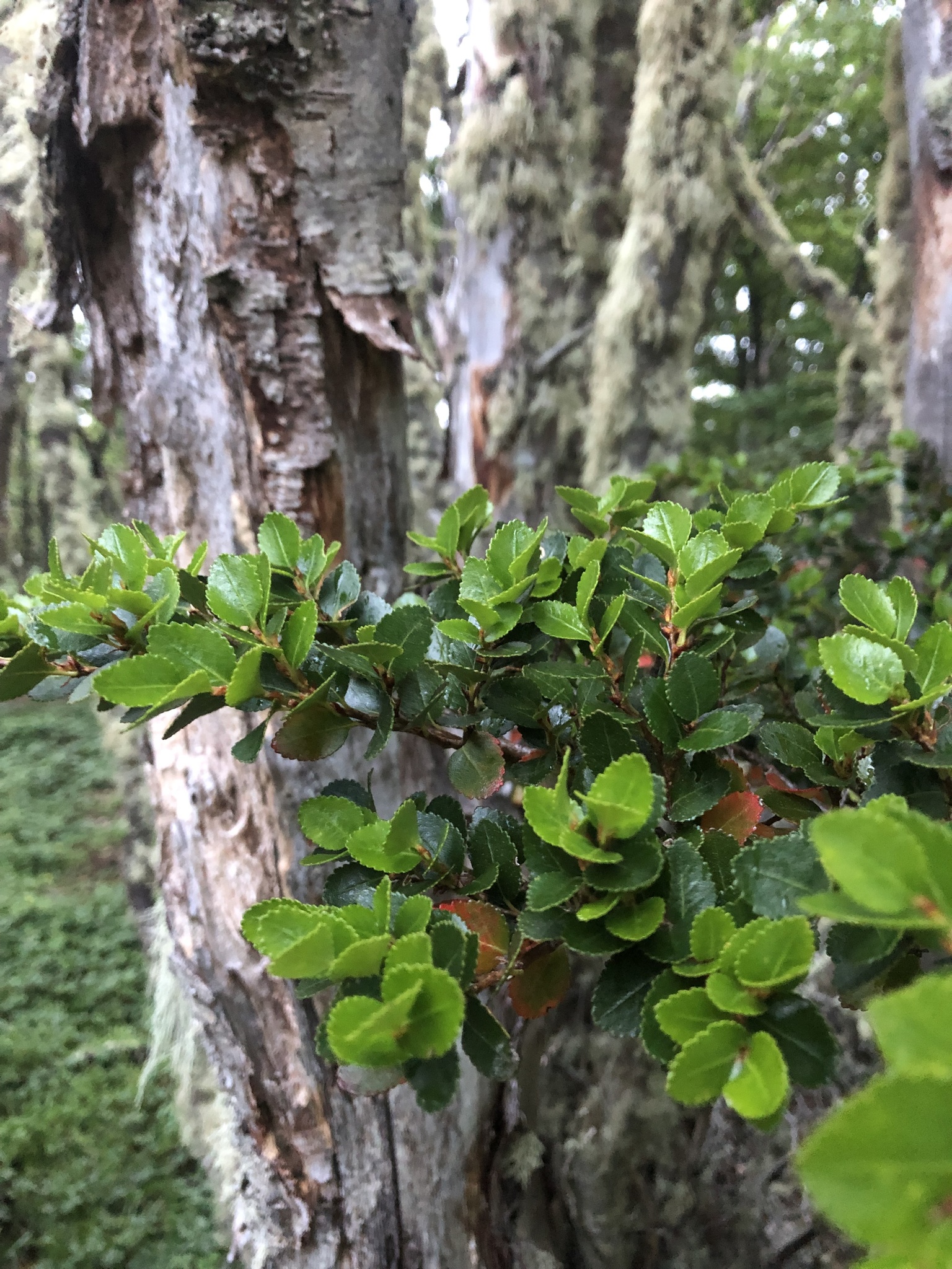 Nothofagus betuloides (Mirb.) Oerst.