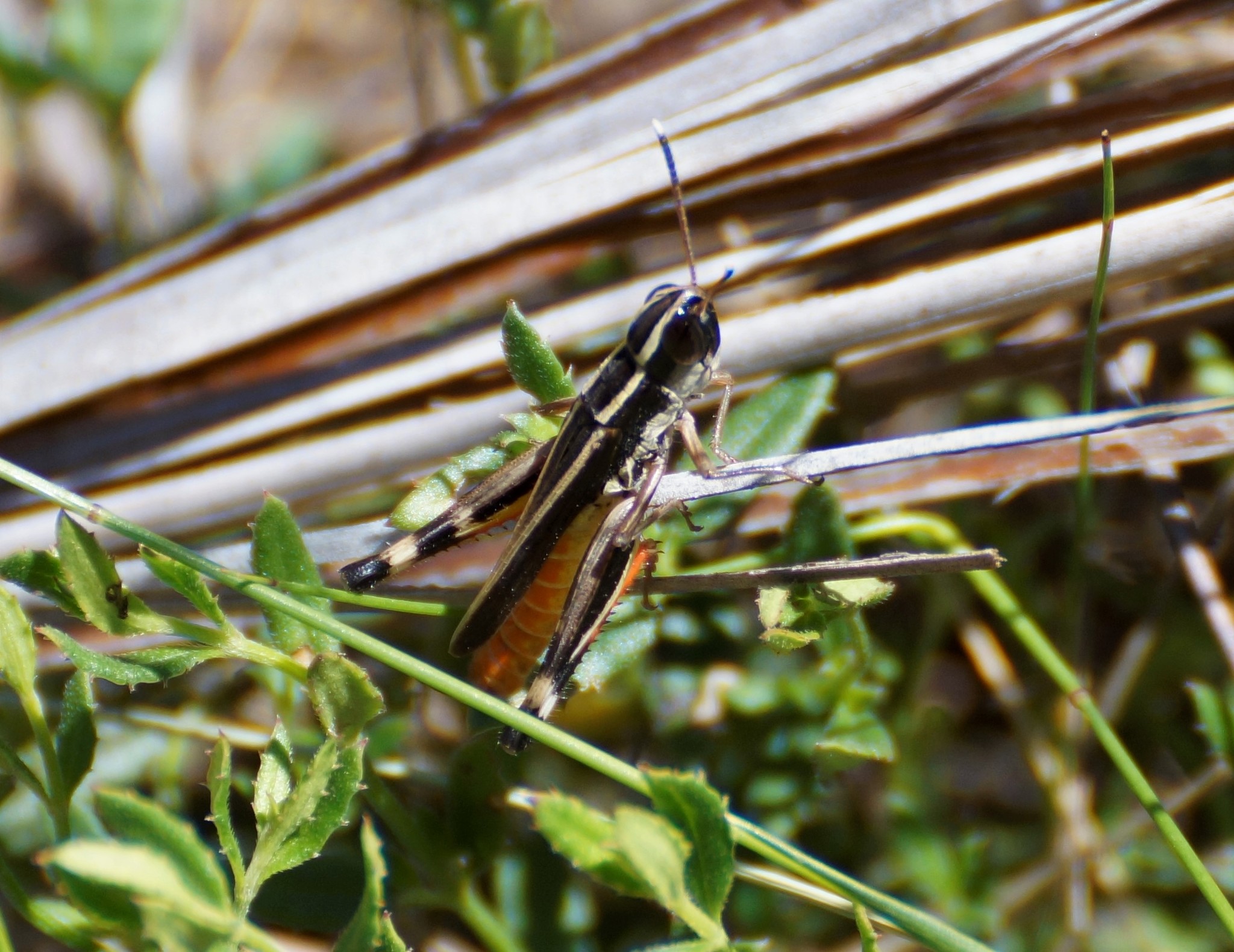 Macrotona australis (Walker, 1870)
