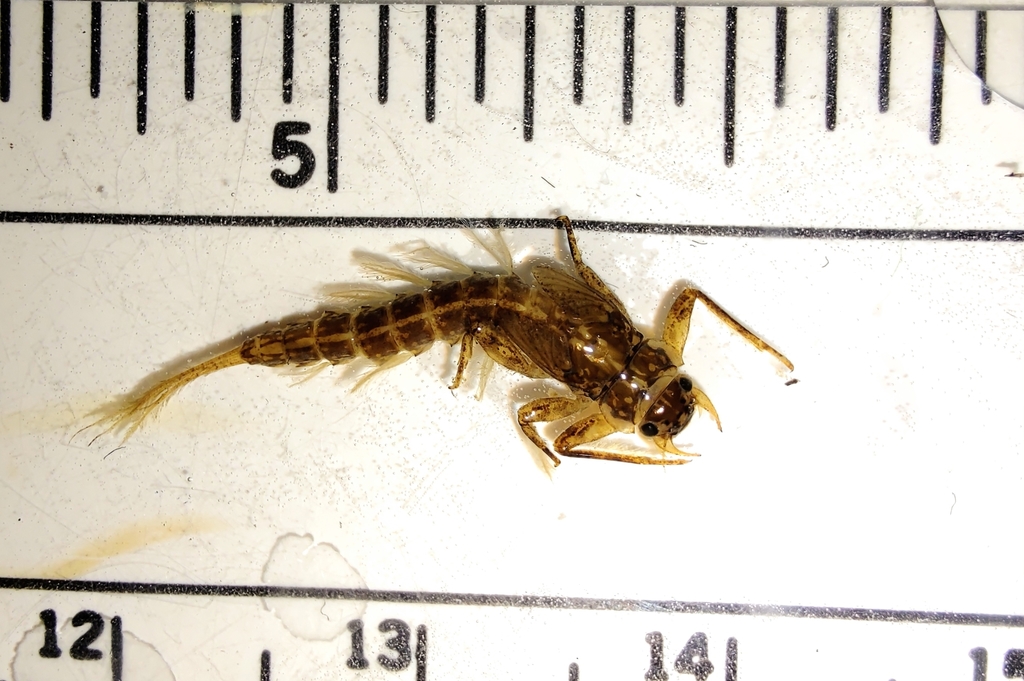 Anthopotamus myops in June 2021 by Helen A. Czech. Keys best to this ...